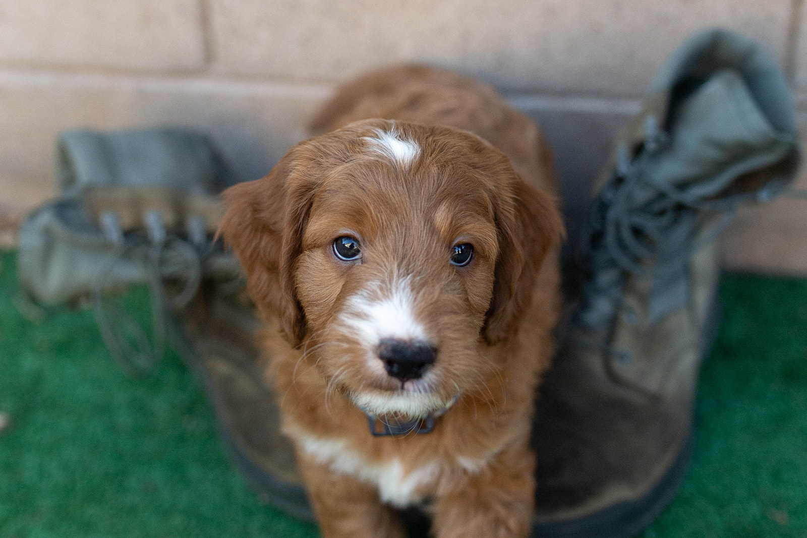 Home - Golden Law Kennels