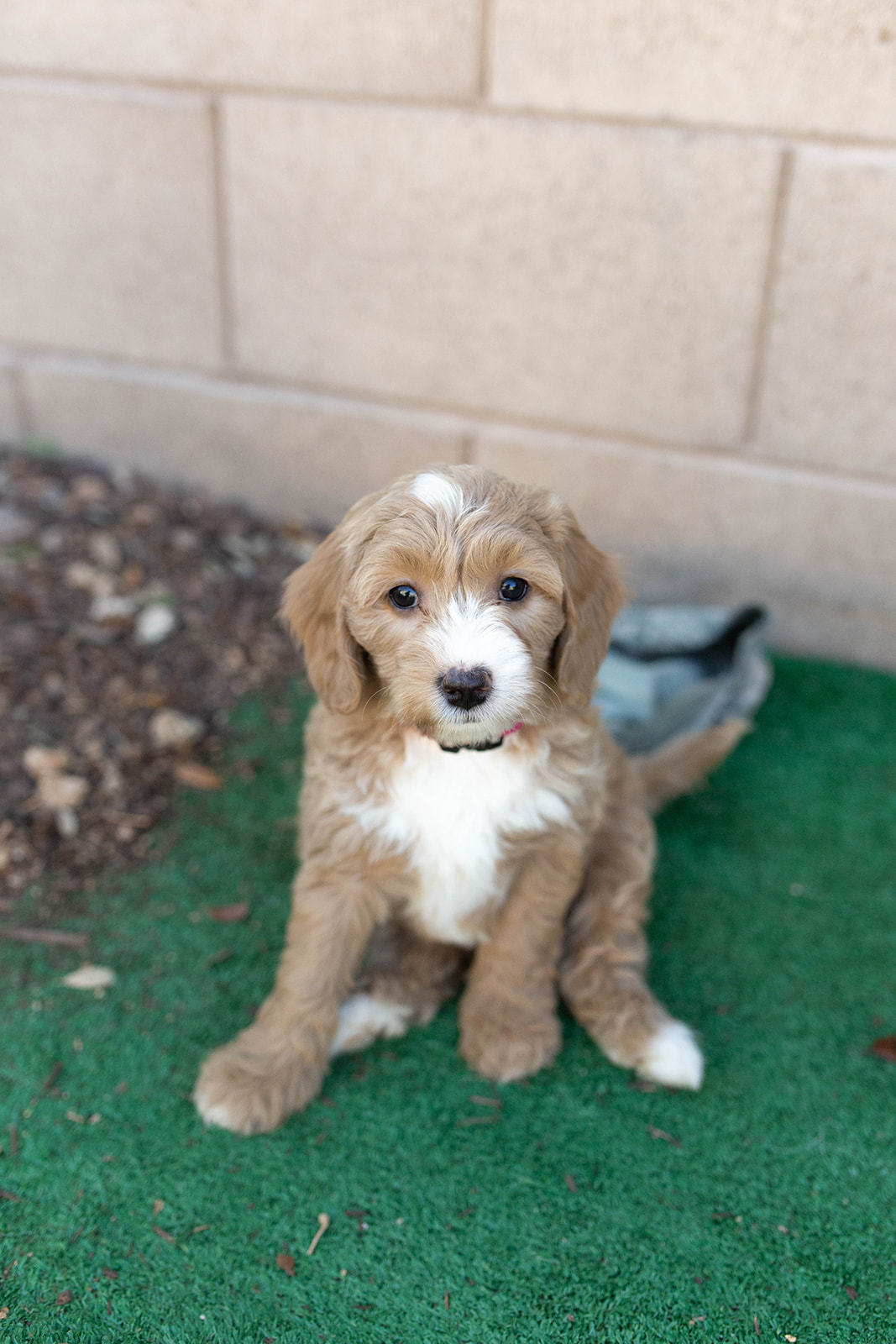 FAQs - Golden Law Kennels